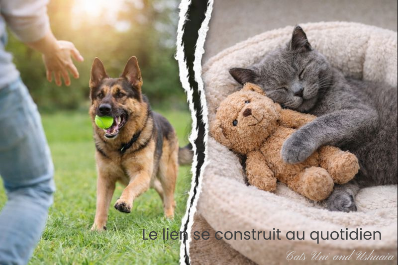 Comment renforcer le lien avec son animal au quotidien ? – CATS UNI AND ...